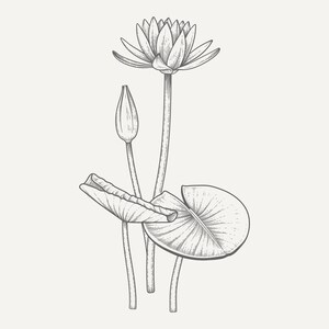 Water Lily Line Drawing Flower Printable Wall Art. July Birth Month ...