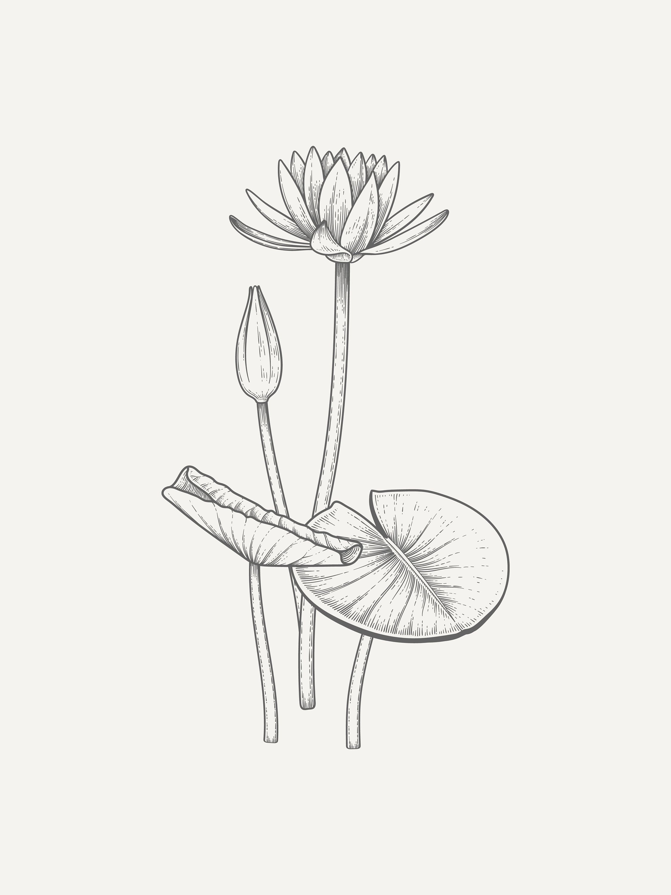 Water Lily Line Drawing Flower Printable Wall Art. July Birth Month ...