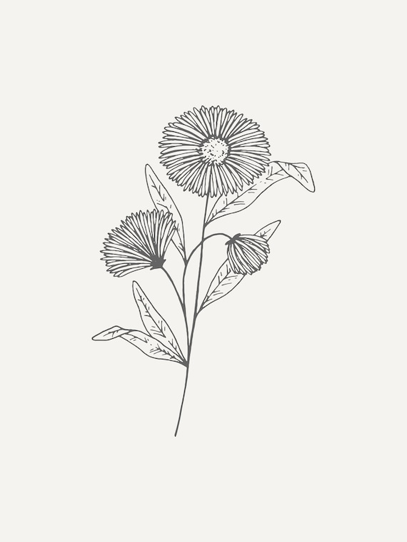 Aster Botanical Drawing