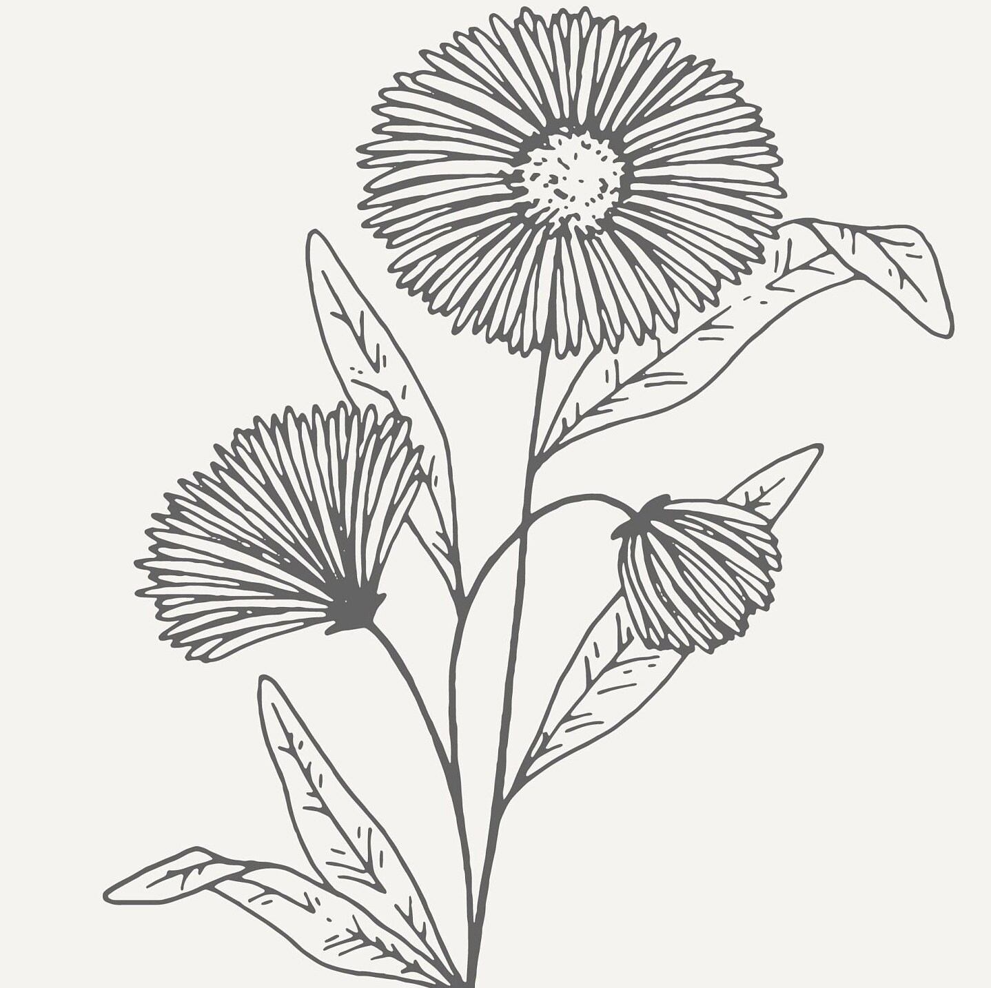 September Birth Month Flower Print. Aster Line Drawing Printable Wall ...