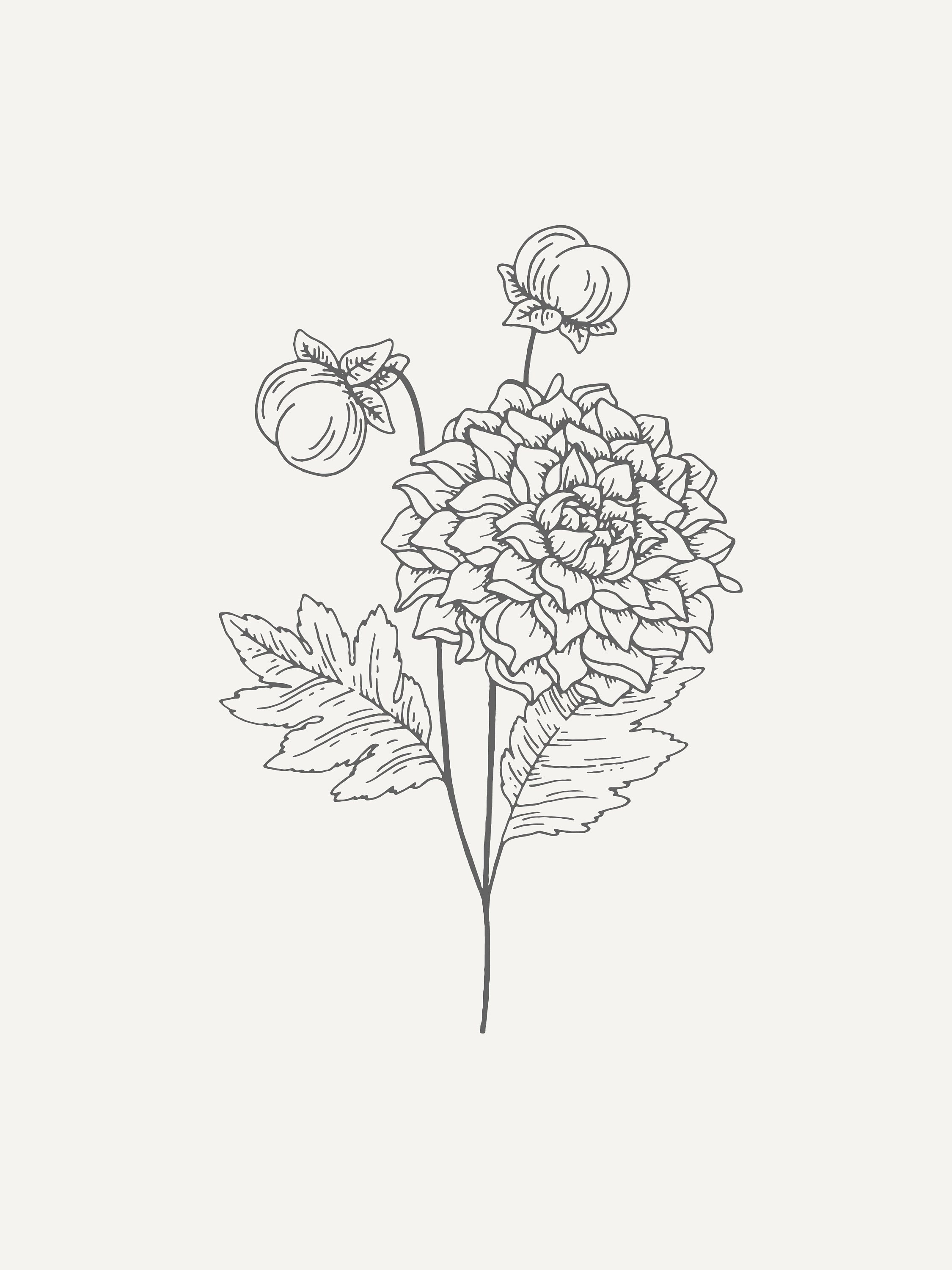Dahlia Flower Minimalist Line Drawing Flower Printable Wall Art ...