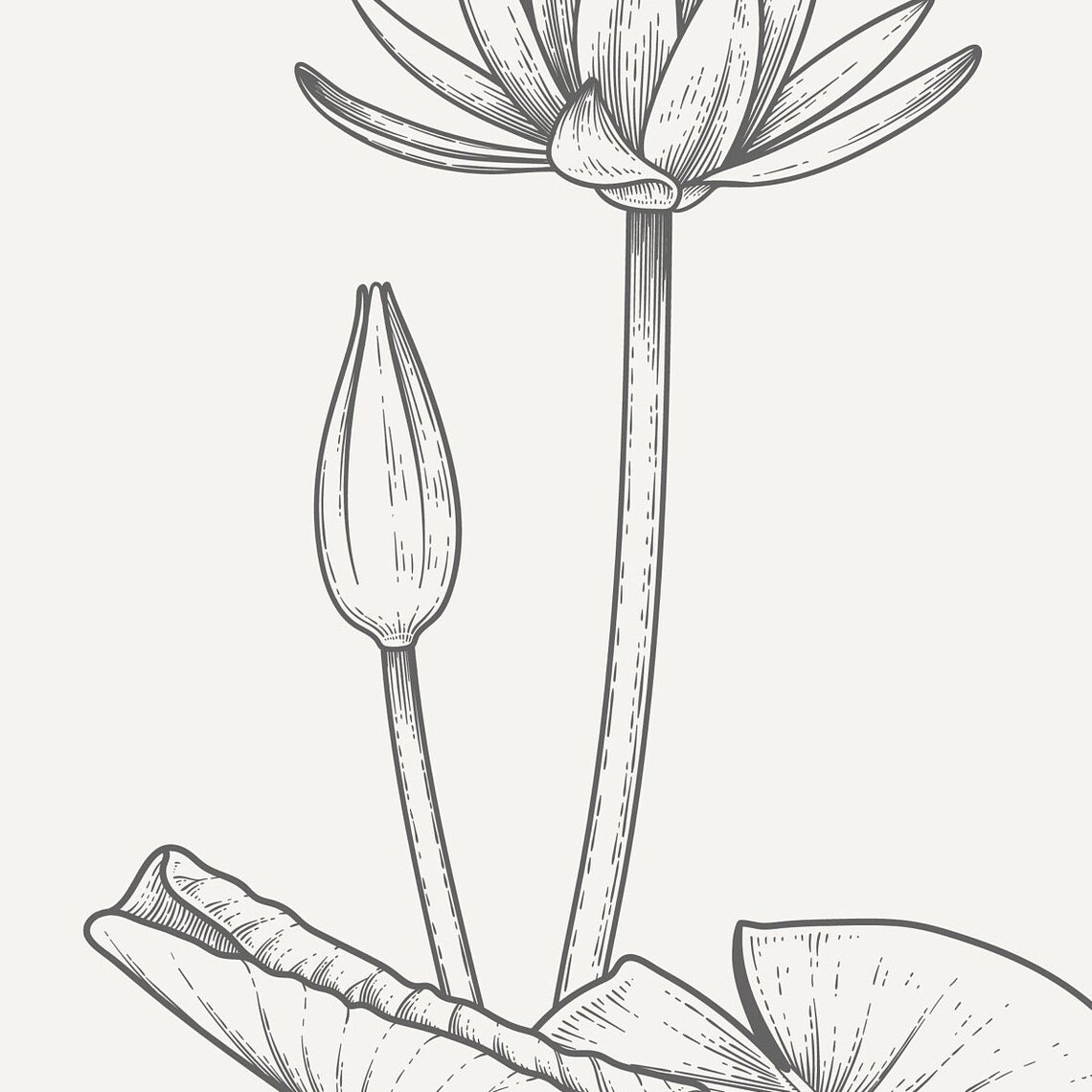 Water Lily Line Drawing Flower Printable Wall Art. July Birth Month ...