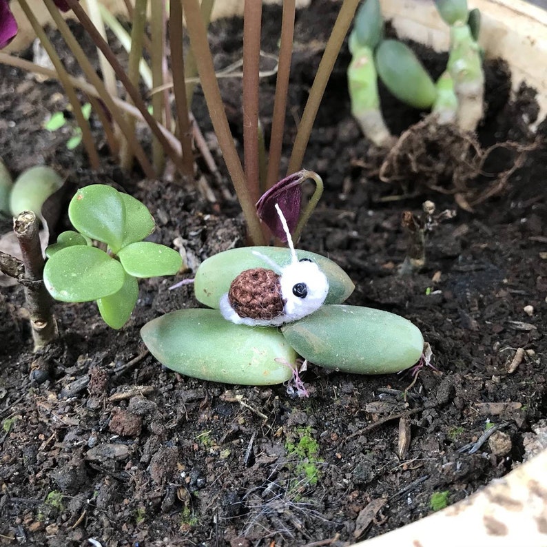 Extreme Micro Snail Tiny Dollhouse Miniature Insects Brown | Etsy