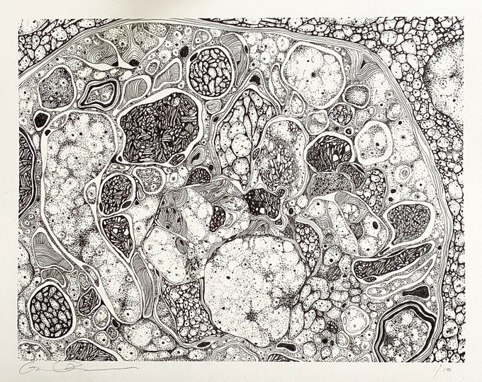 Cell Formation Gregorio Racadio Signed and Numbered Print | Etsy