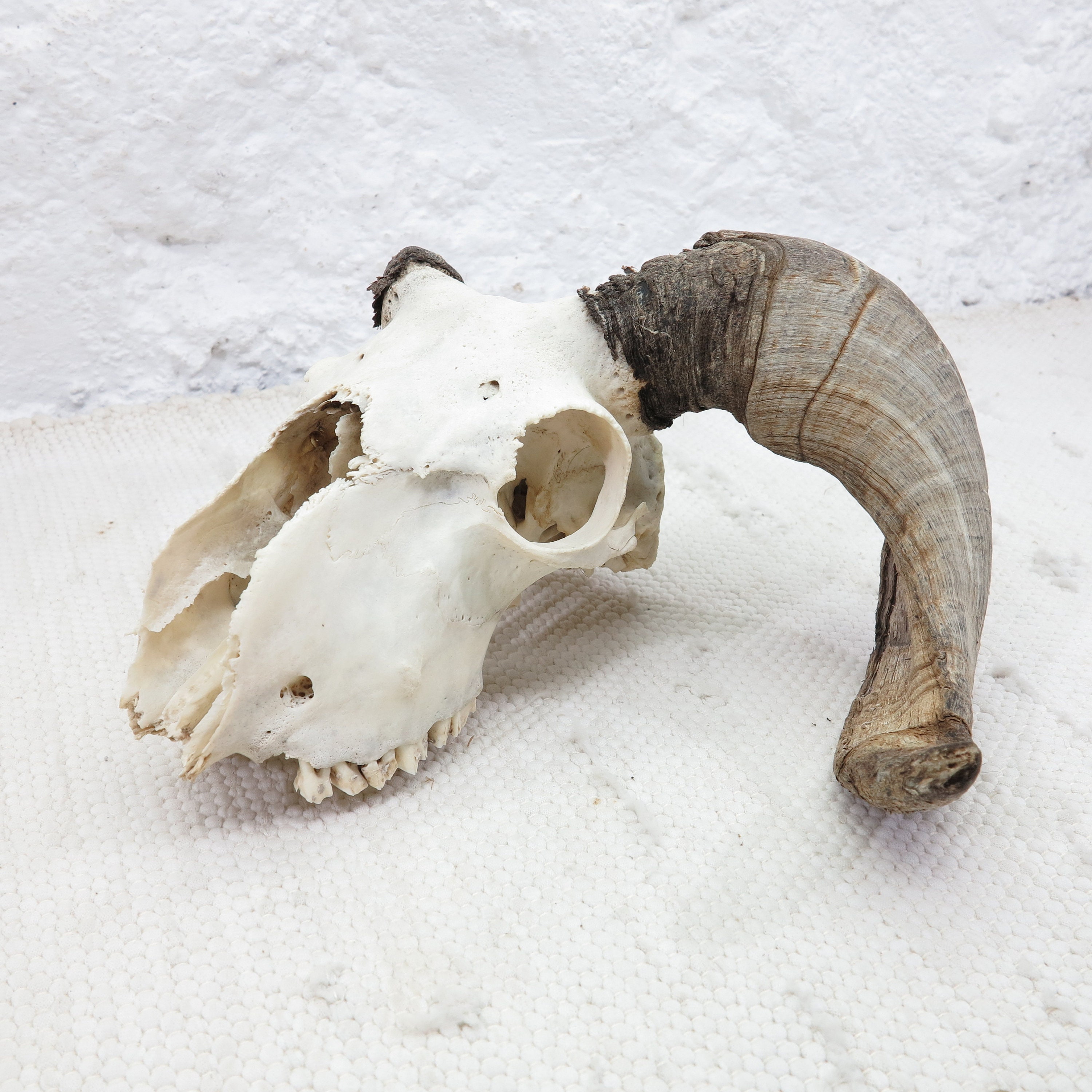 Cráneo de carnero con cuernos raros y extraños - Etsy España