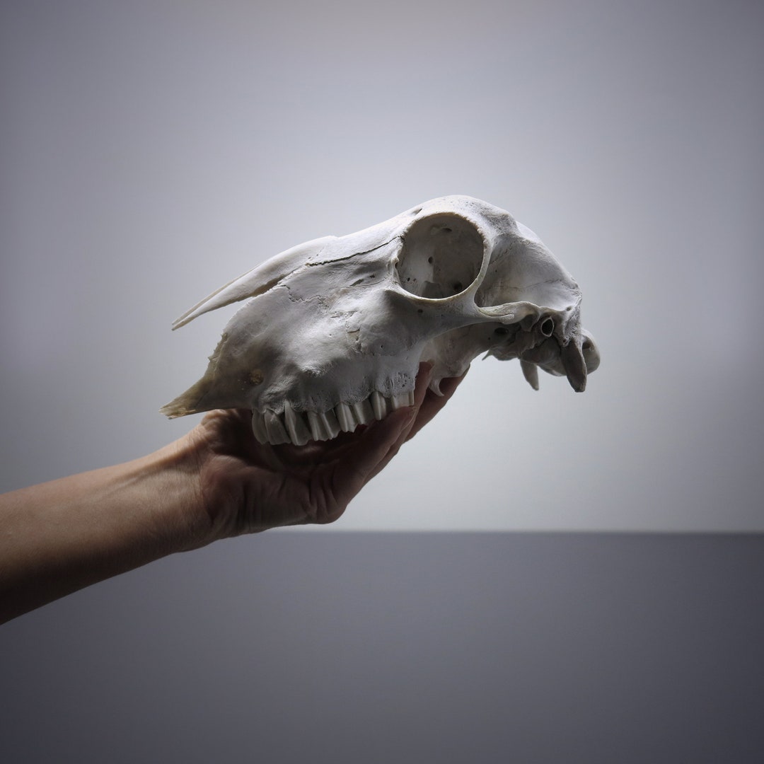 Sheep Skull - Etsy