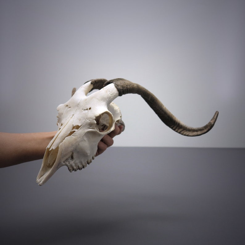 Goat Skull With Beautiful Wavy Horns - Etsy UK