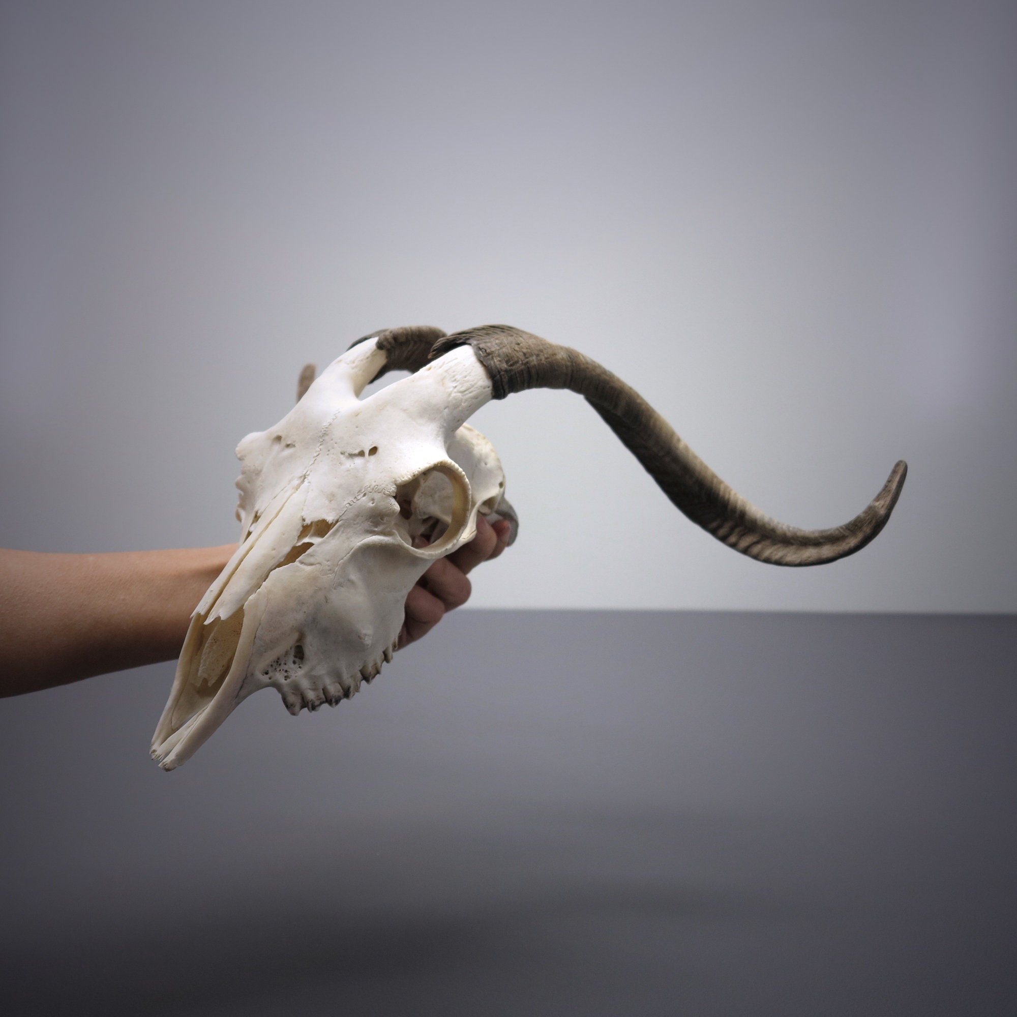 Goat Skull With Beautiful Wavy Horns - Etsy UK