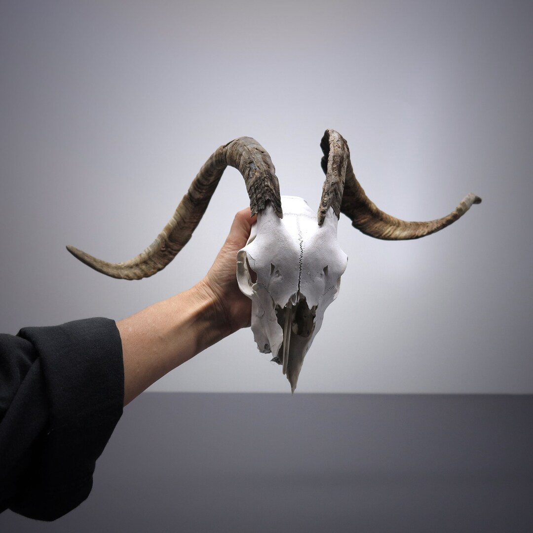 Goat Skull With Beautiful Wavy Horns - Etsy