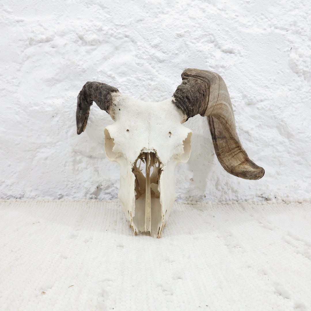 Ram Skull With Rare and Bizarre Horns - Etsy
