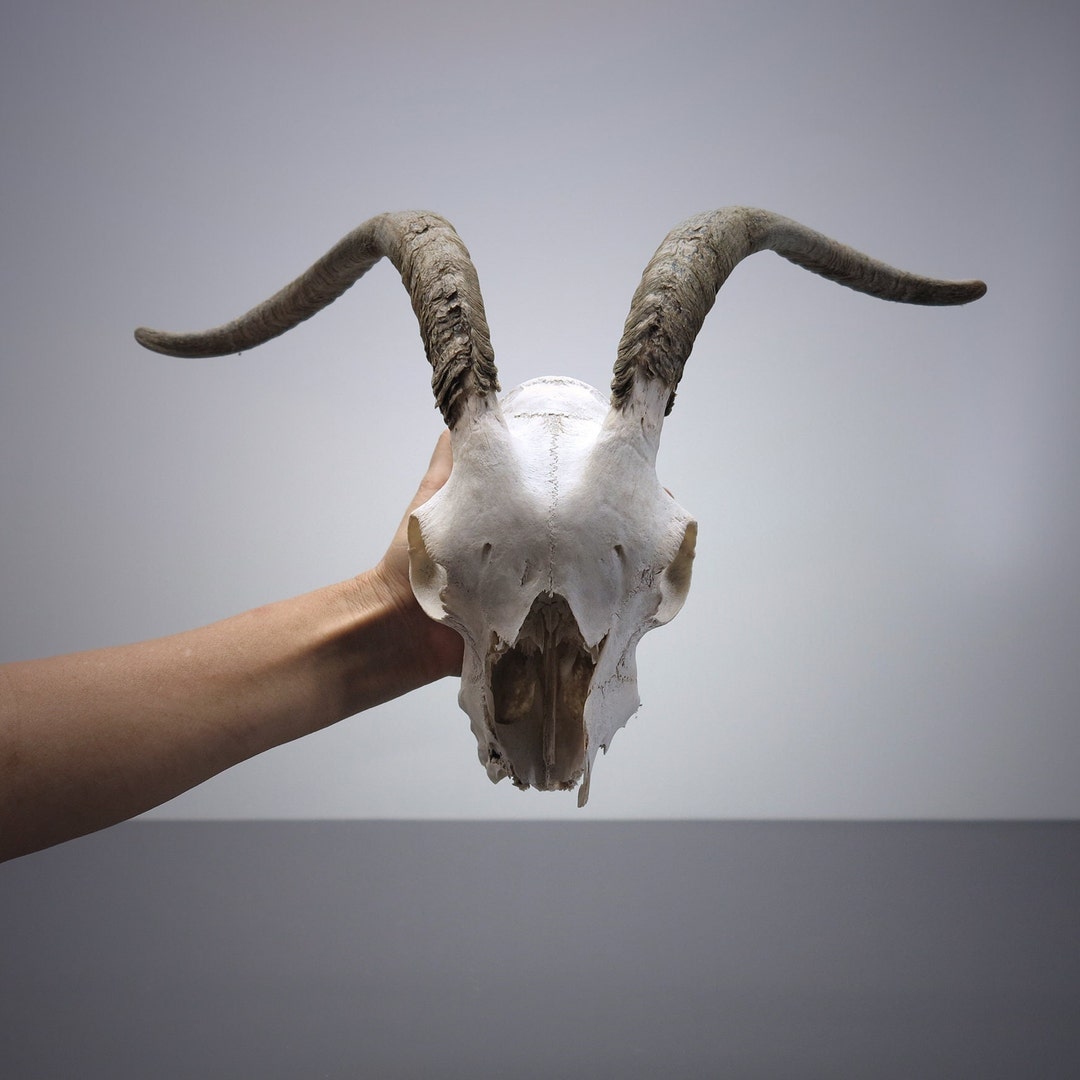 Goat Skull With Classic Horns - Etsy