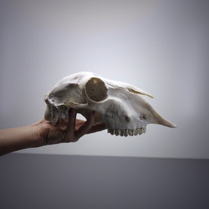 Sheep Skull - Etsy
