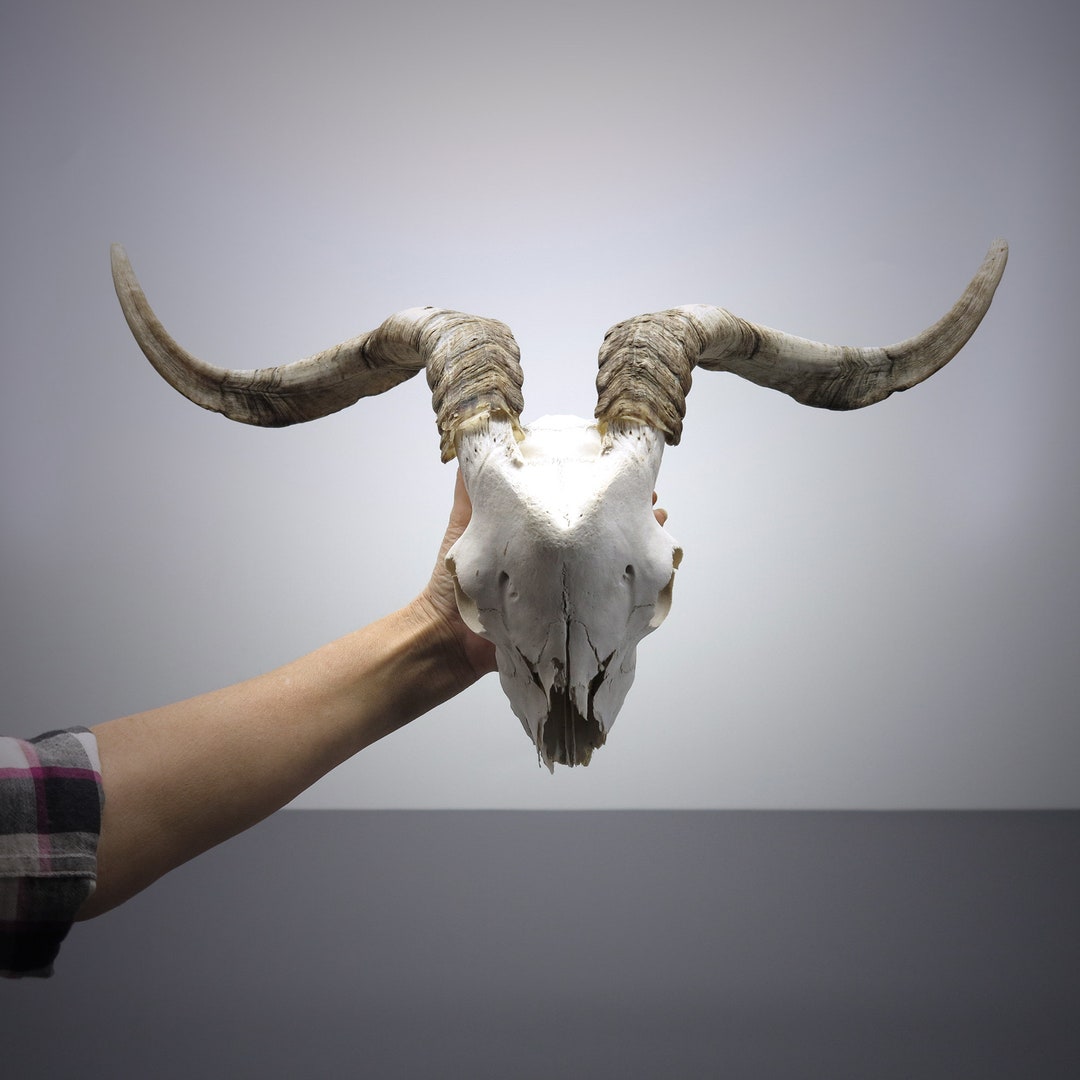 Goat Skull With Large Wavy Horns - Etsy
