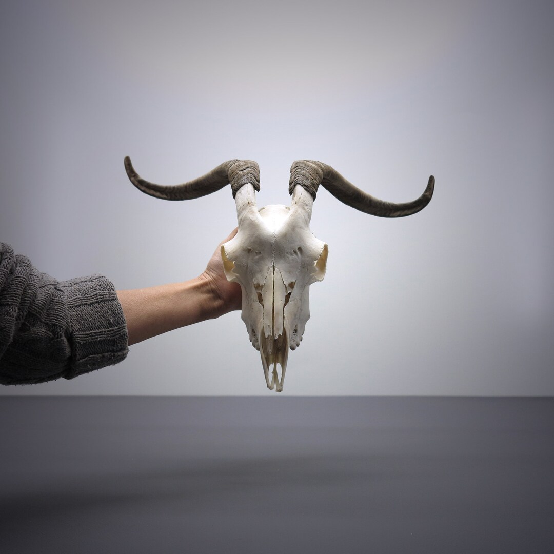 Goat Skull With Beautiful Wavy Horns - Etsy UK