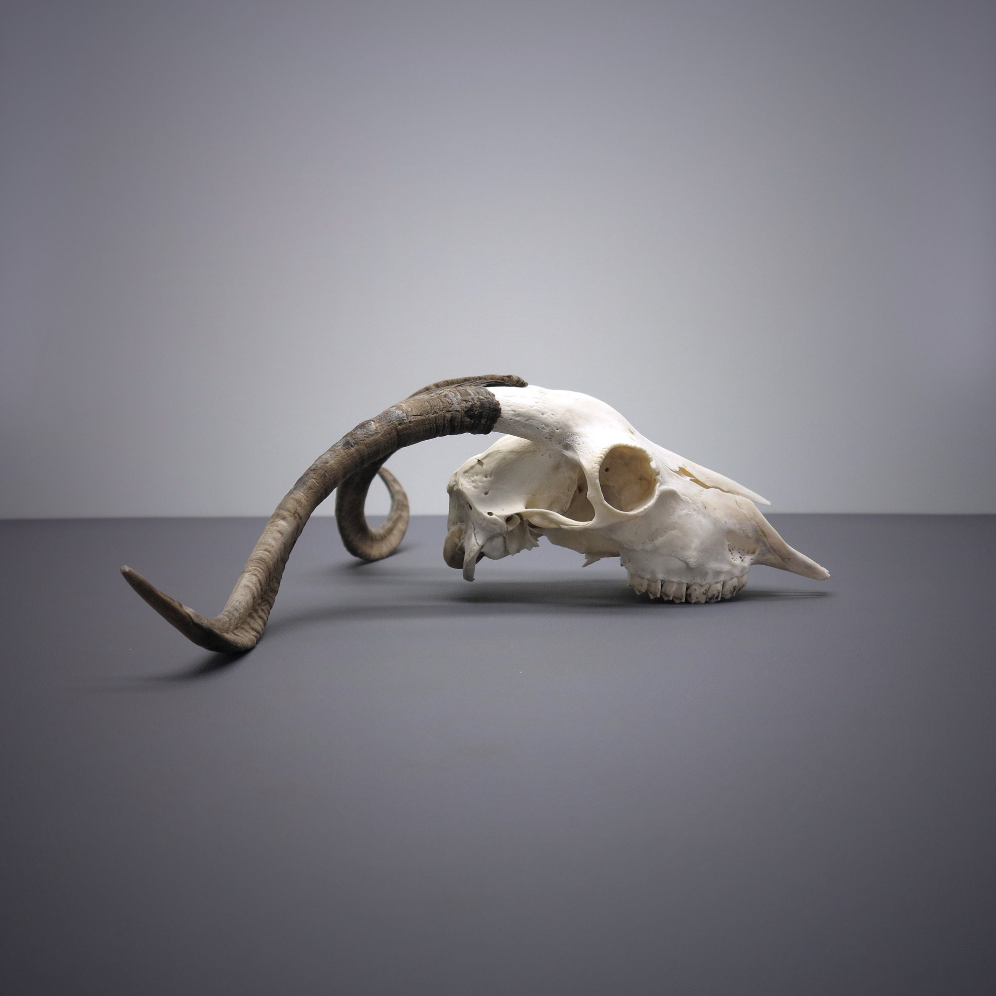 Goat Skull With Beautiful Wavy Horns - Etsy UK
