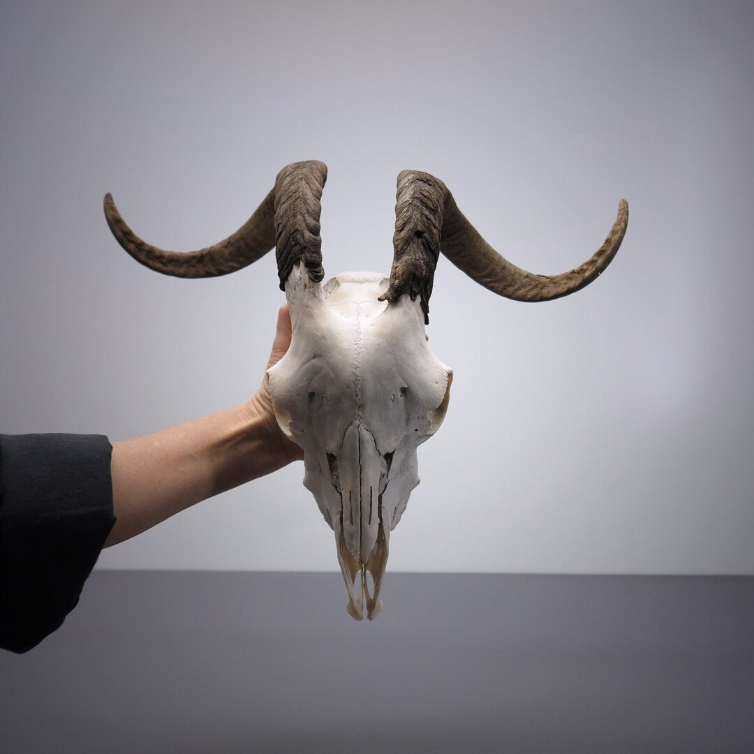 Goat Skull With Beautiful Wavy Horns - Etsy