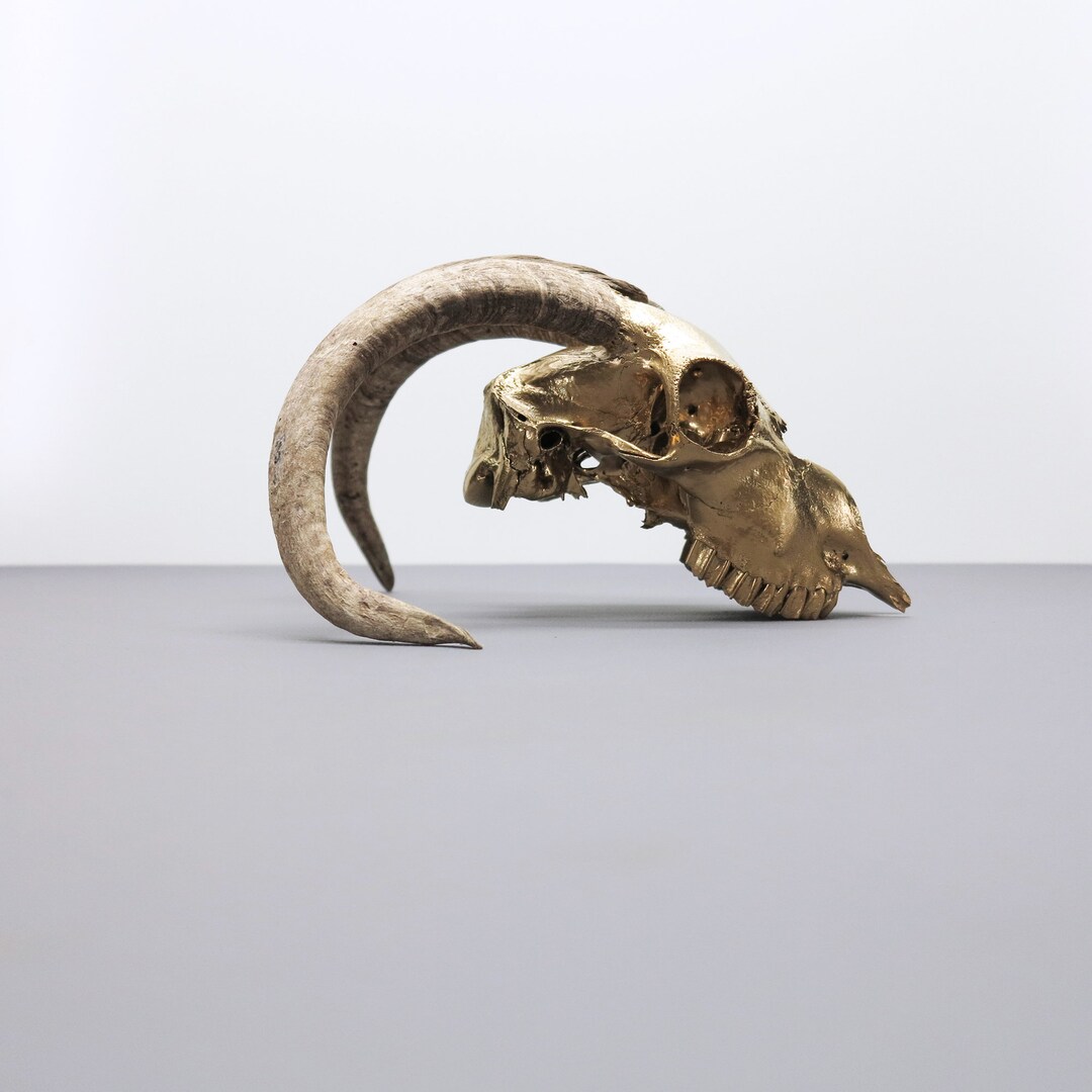 Golden Goat Skull With Moon-shaped Horns - Etsy