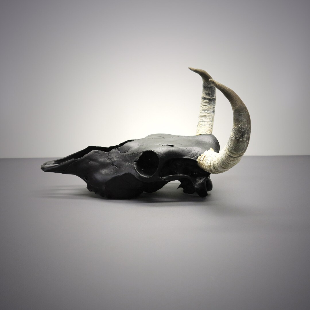 Black Bull Skull With Horns - Etsy