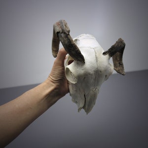 Goat Skull With Crippled Horns - Etsy