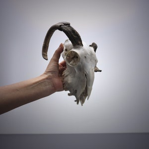 Goat Skull With Crippled Horns - Etsy