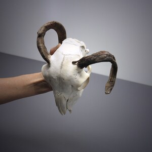 Goat Skull With Crippled Horns - Etsy
