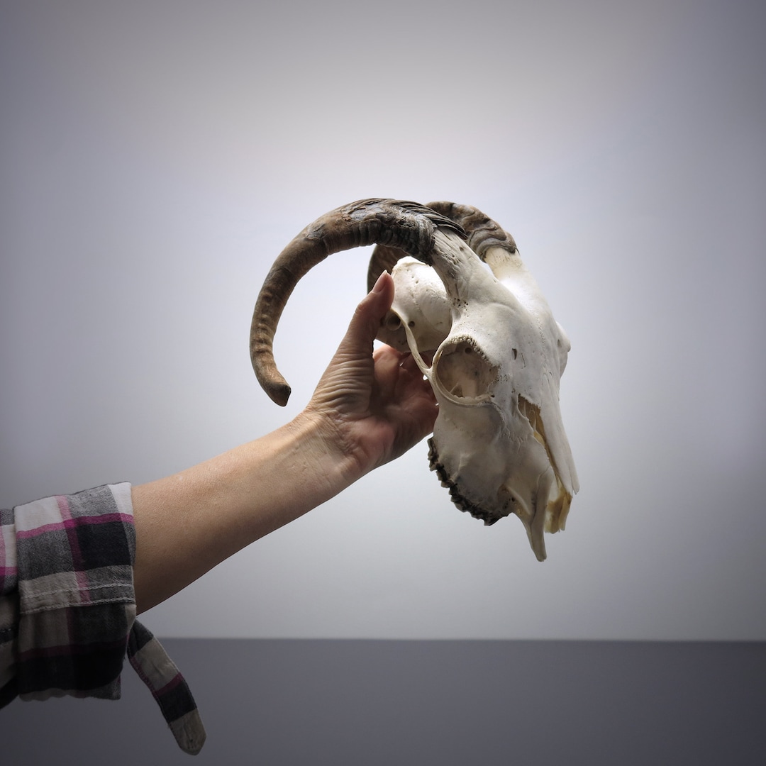 Goat Skull With Moon-shaped Horns - Etsy