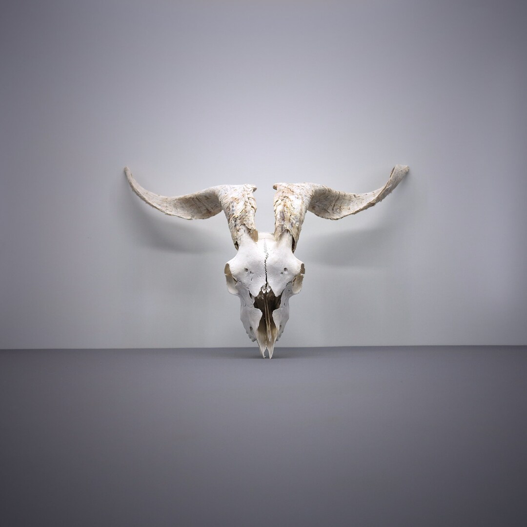 Goat Skull With Large Weathered Horns - Etsy