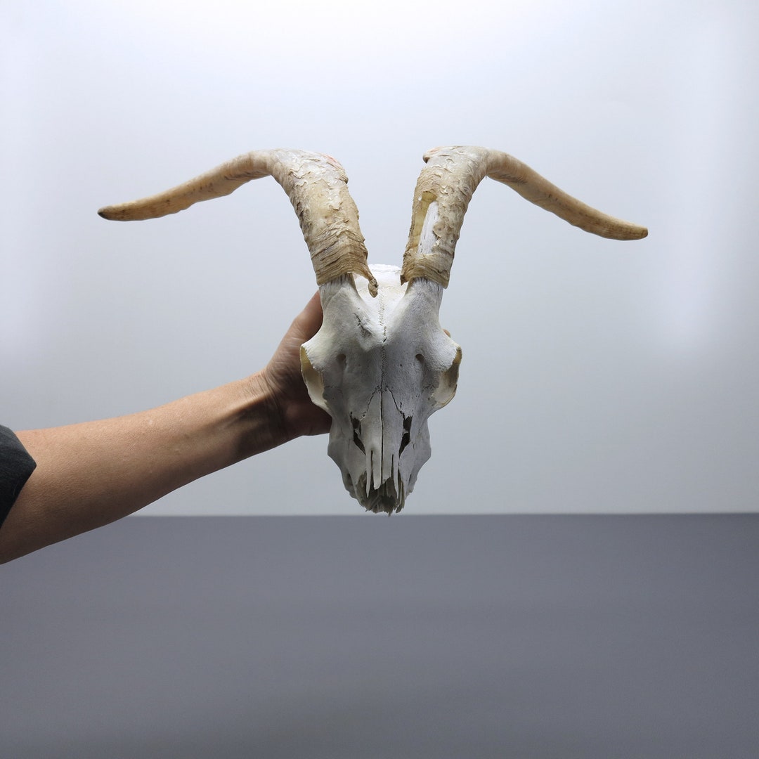Goat Skull With Unique Horns - Etsy