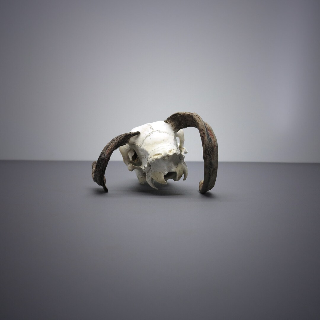 Goat Skull With Crippled Horns - Etsy