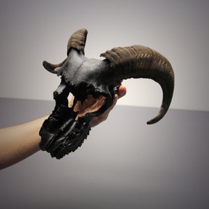 Black Ram Skull With Natural Little Horns - Etsy