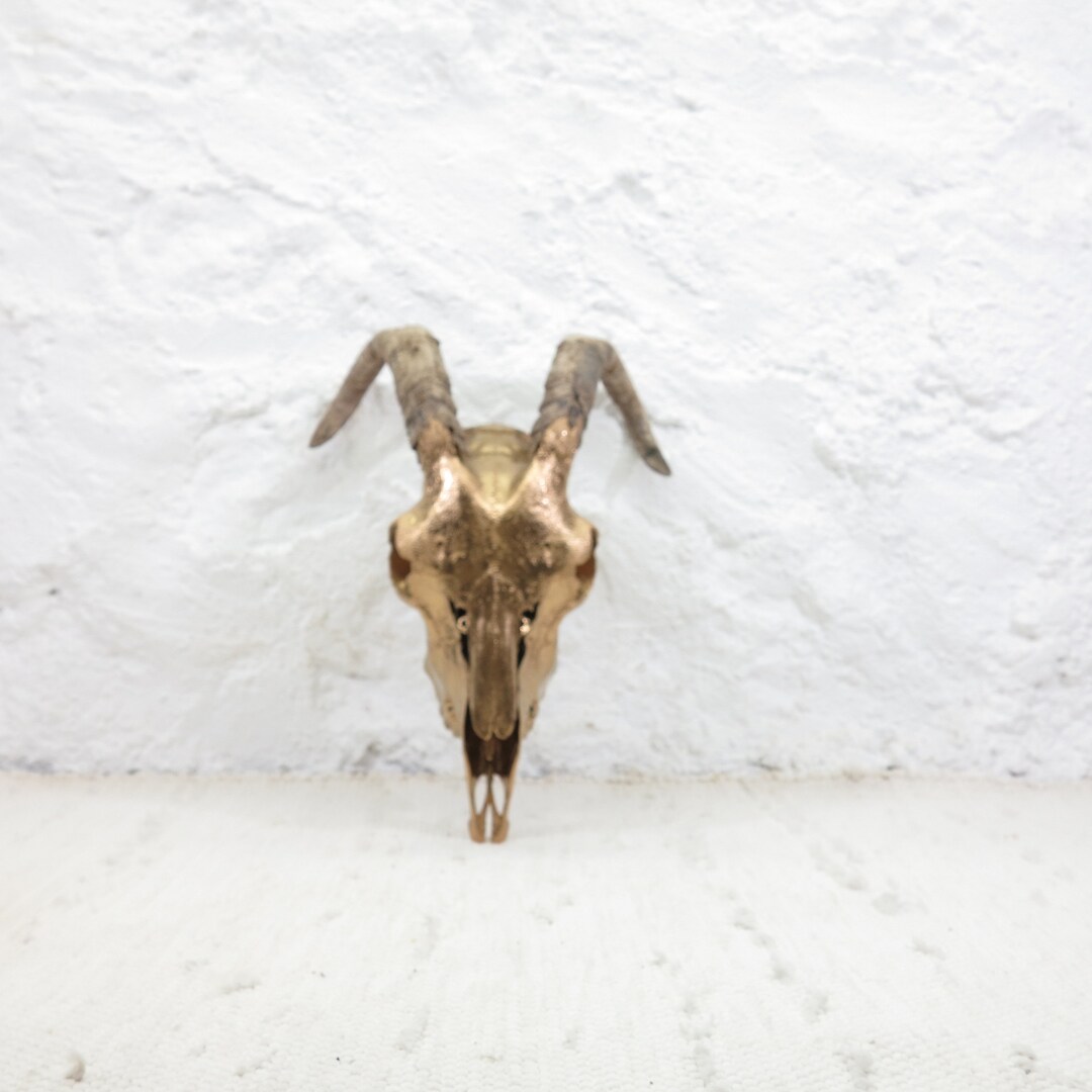Golden Goat Skull With Moon-shaped Horns - Etsy