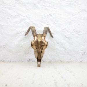 Golden Goat Skull With Moon-shaped Horns - Etsy