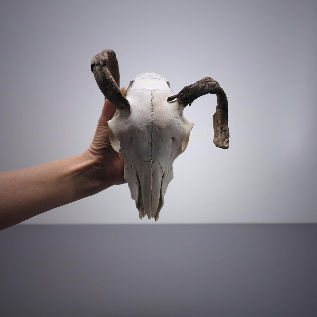 Goat Skull With Crippled Horns - Etsy