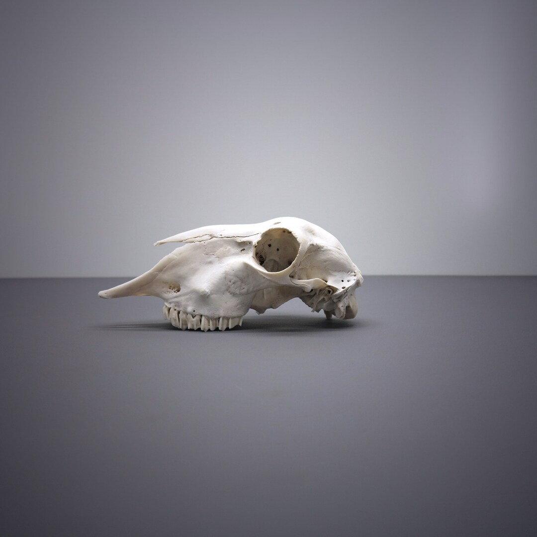 Sheep Skull - Etsy