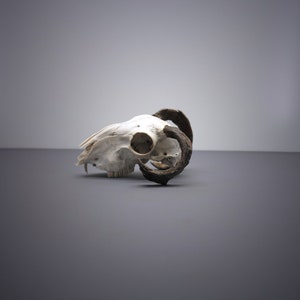 Goat Skull With Crippled Horns - Etsy