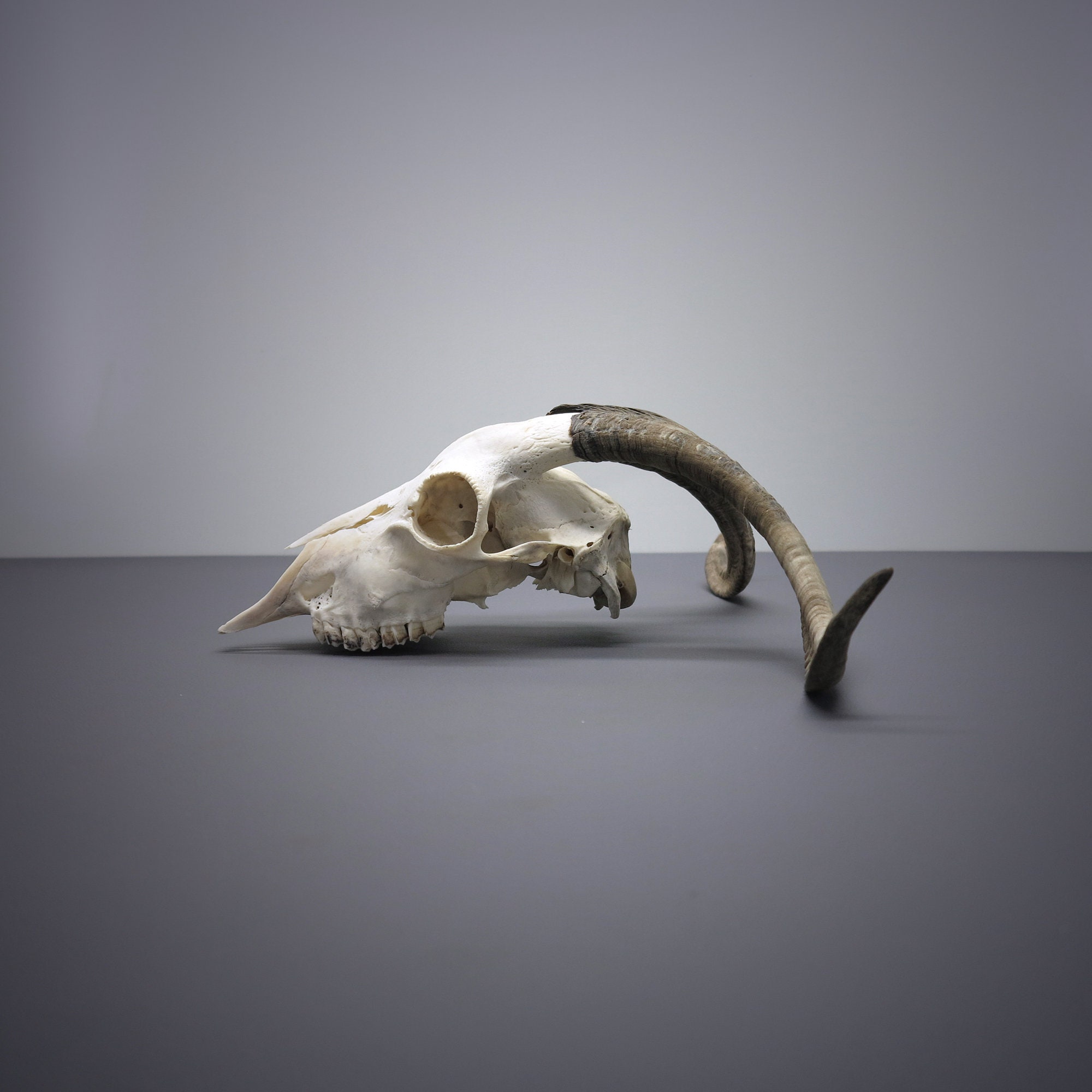 Goat Skull With Beautiful Wavy Horns - Etsy UK