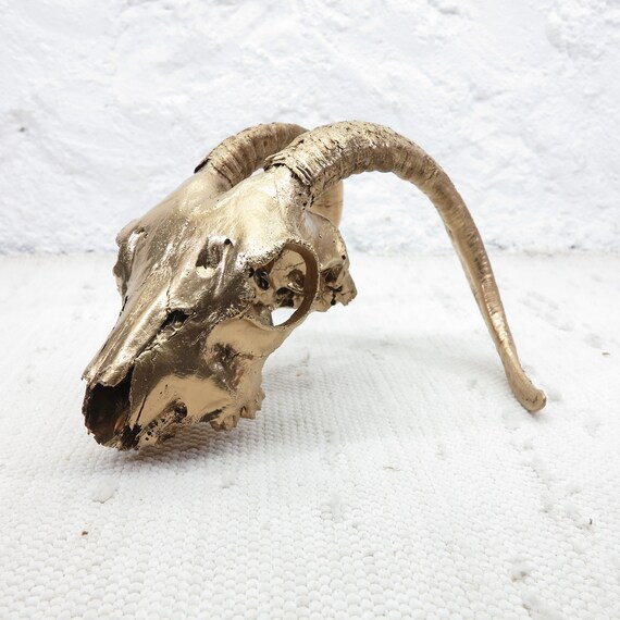 Goat Skull with classic Horns Wall Décor Home & Living Home Décor etna ...