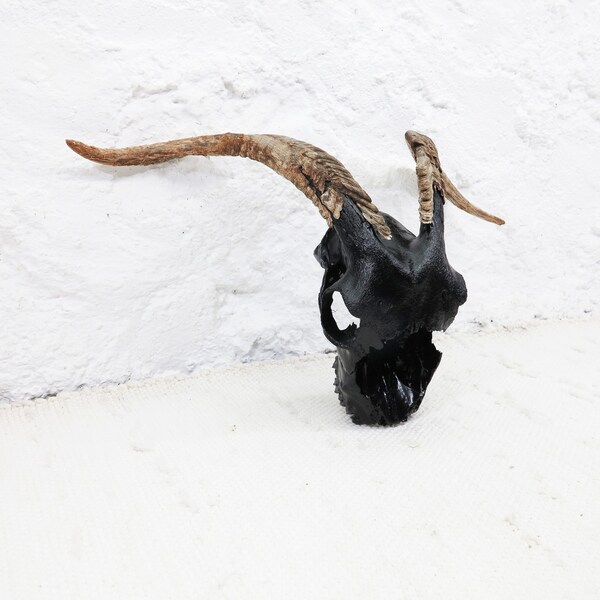 Goat Skull - Etsy