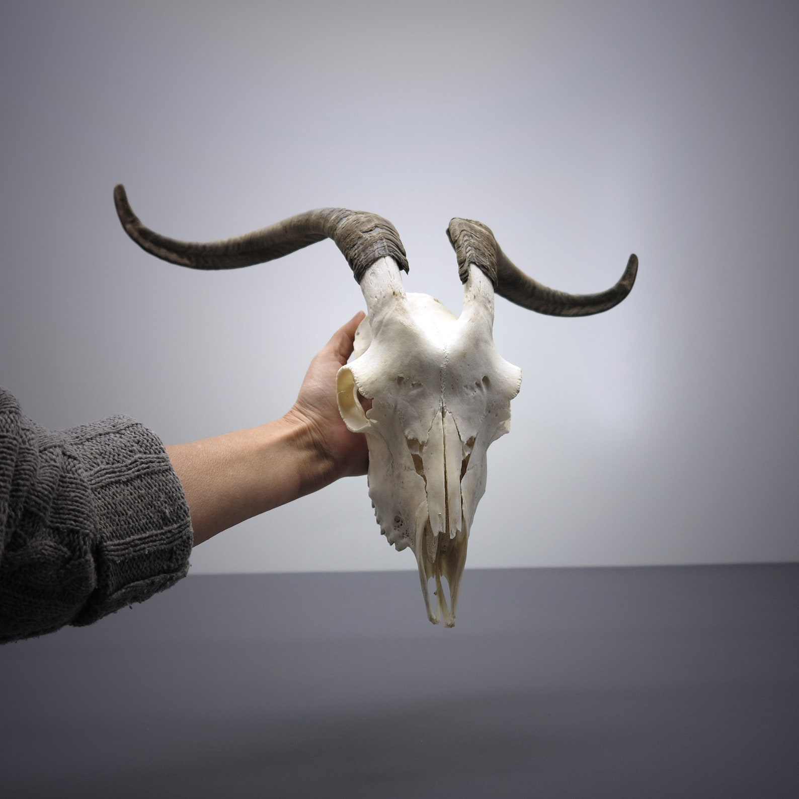 Goat Skull With Beautiful Wavy Horns - Etsy UK