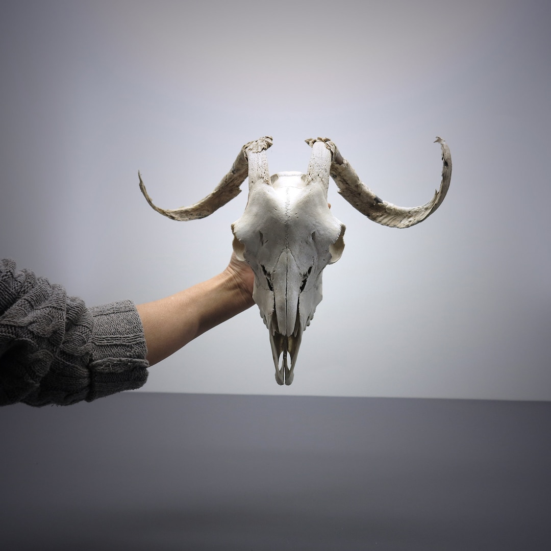 Goat Skull With Wavy Weathered Horns - Etsy