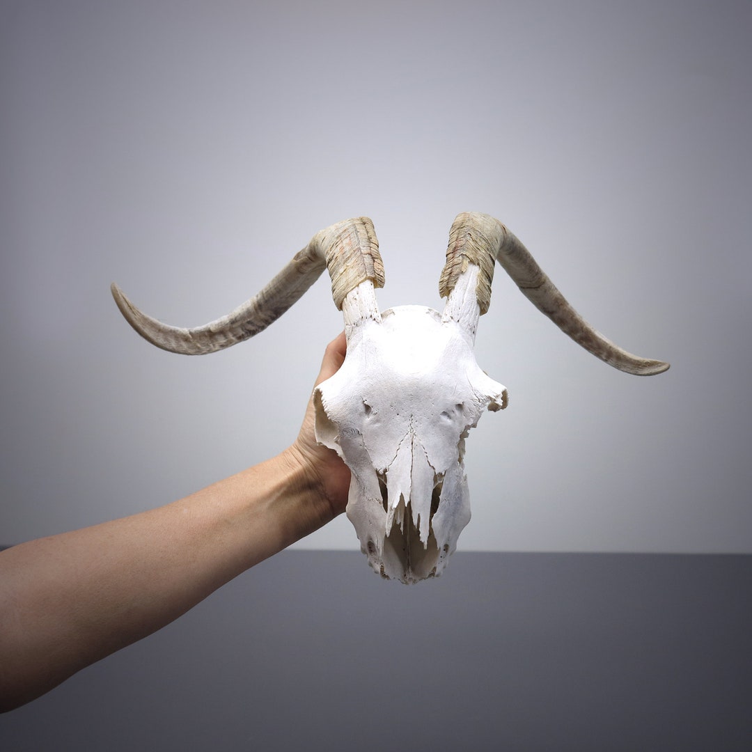 Goat Skull With Weathered Wavy Horns - Etsy