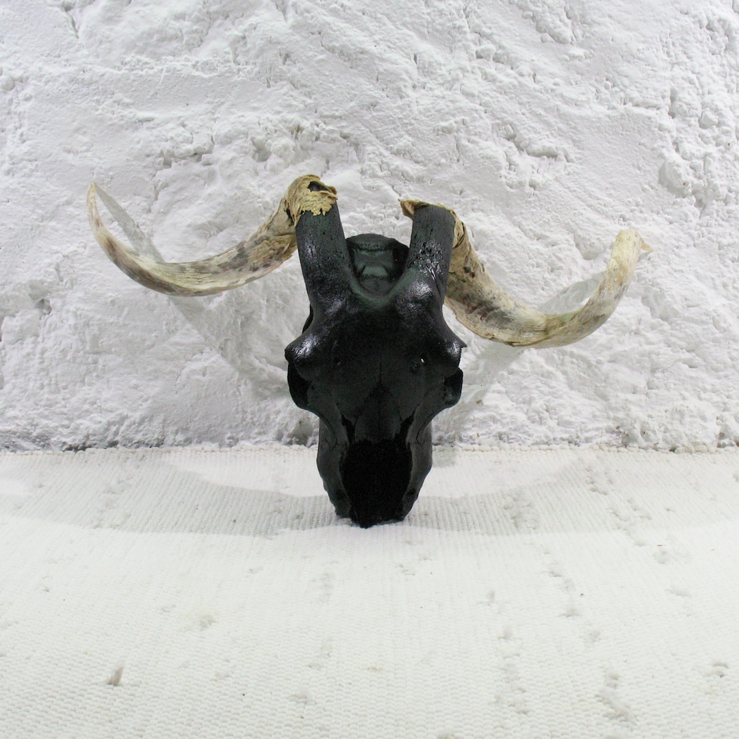 Black Goat Skull With Weathered Horns - Etsy