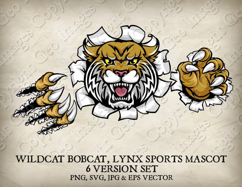 Wildcat Bobcat Cougar Lynx Lion Sports Mascot Wildcats Bobcats Cougars ...