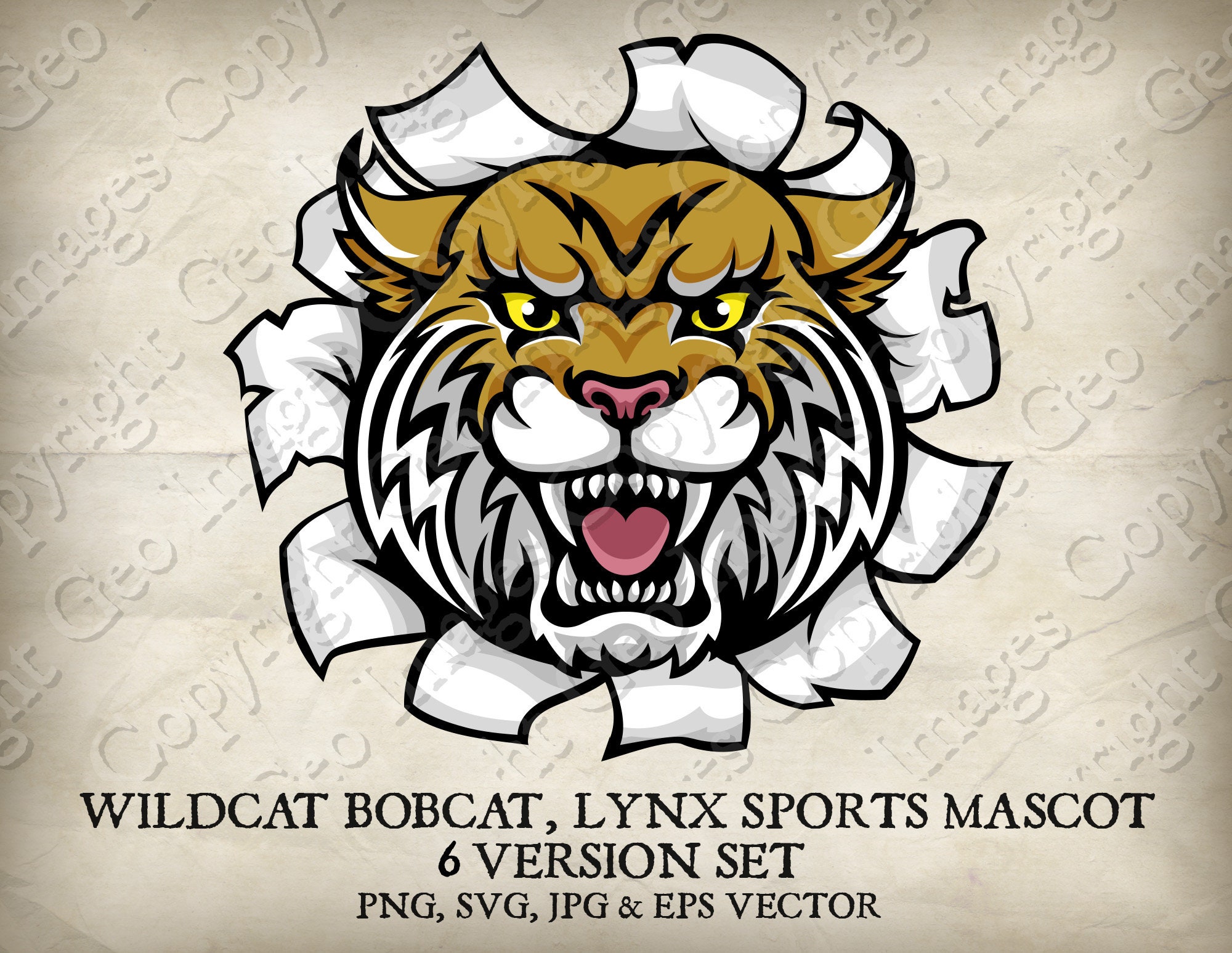 Wildcat Bobcat Cougar Lynx Lion Sports Mascot Wildcats Bobcats Cougars ...