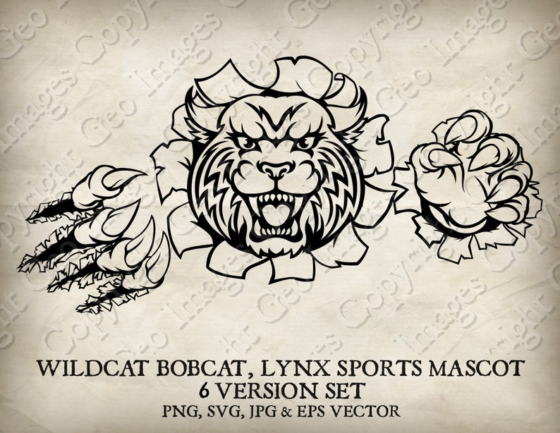 Wildcat Bobcat Cougar Lynx Lion Sports Mascot Wildcats Bobcats Cougars ...