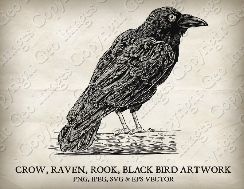 Crow, Raven, Rook or Black Corvus Bird. Original Illustration in ...
