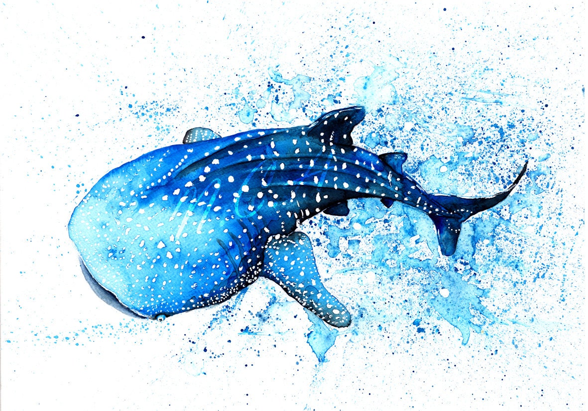 Whale Shark - Print of Original Watercolour Painting by Nicholas Clack ...