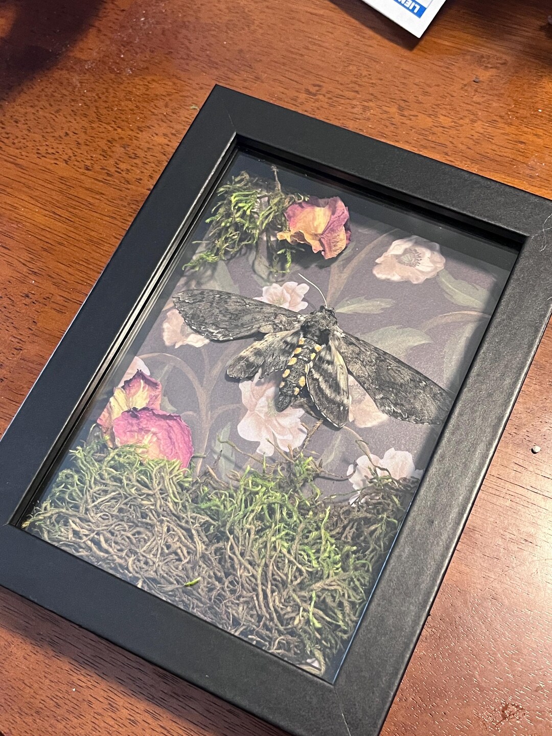 Tobacco Hornworm Moth Shadow Box - Etsy