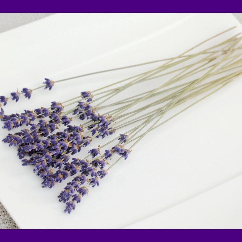 Lavender Sprigs - Etsy