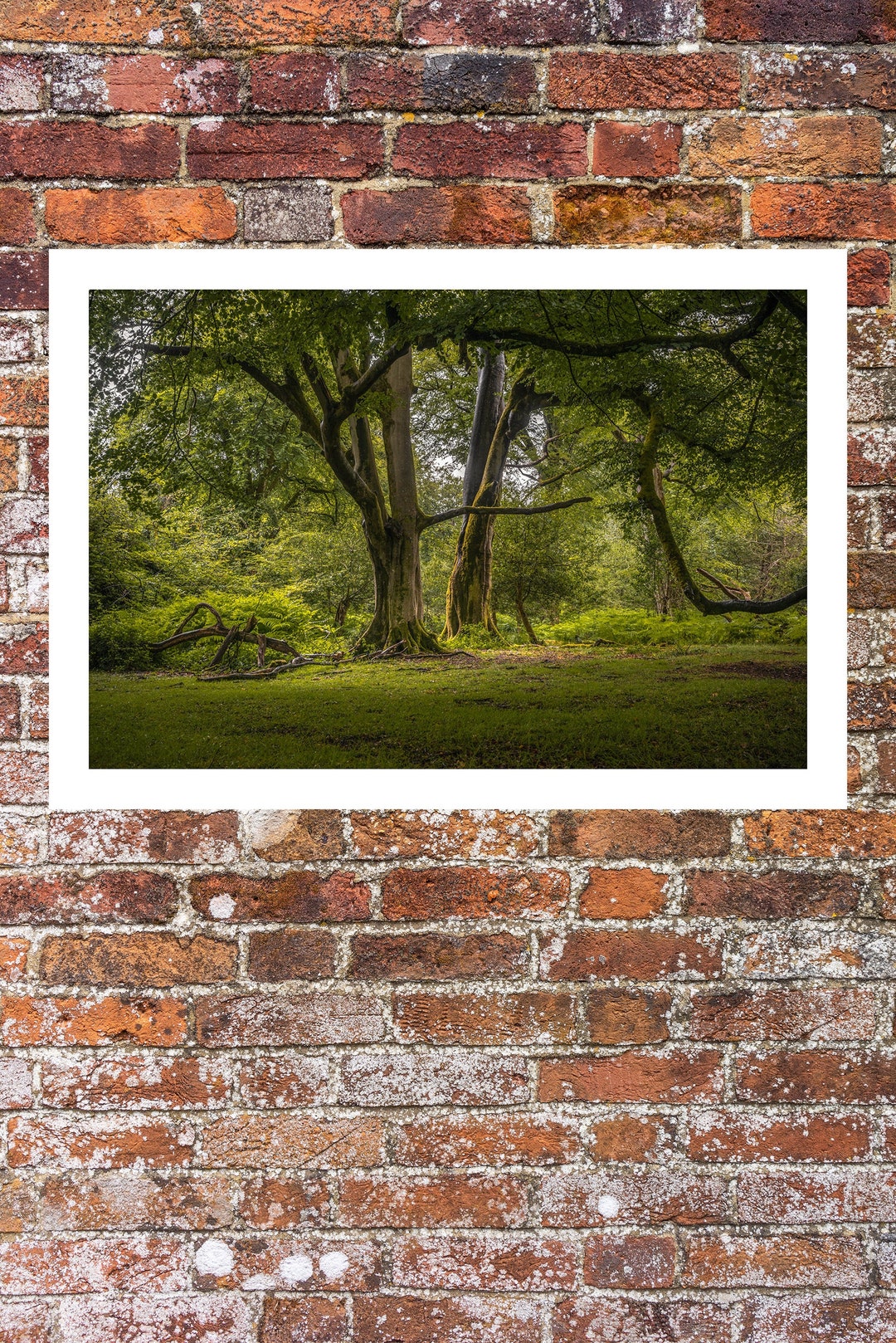 Ancient Beech Trees New Forest | Old English Forest | UK | Nature Print ...